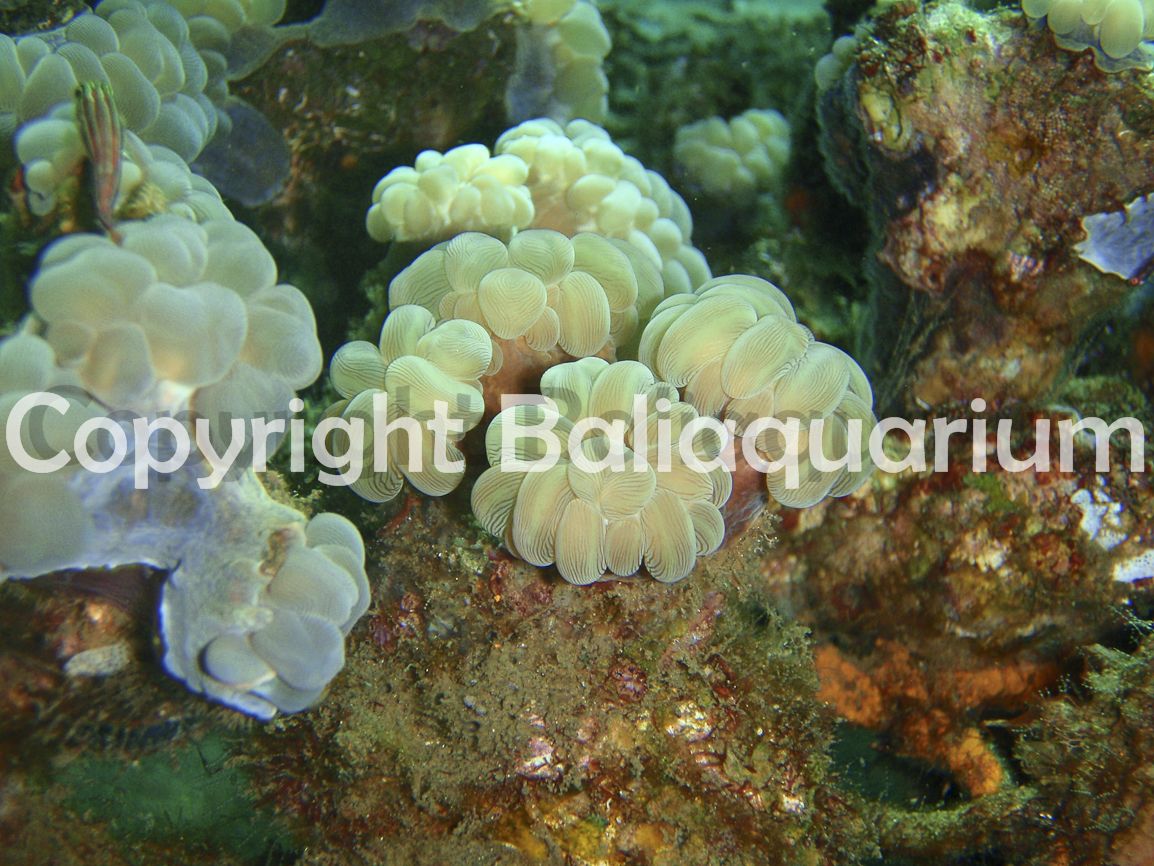 Bali Aquarium